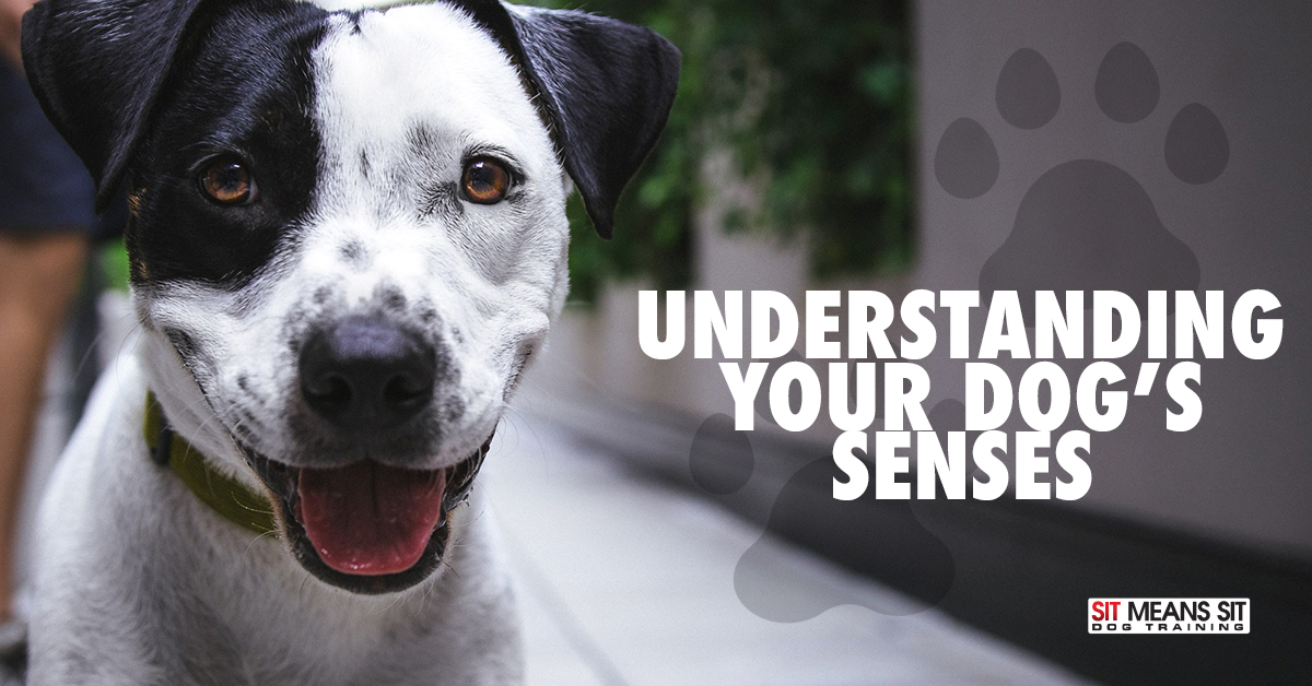 Understanding Your Dog's Senses - SMS Albuquerque